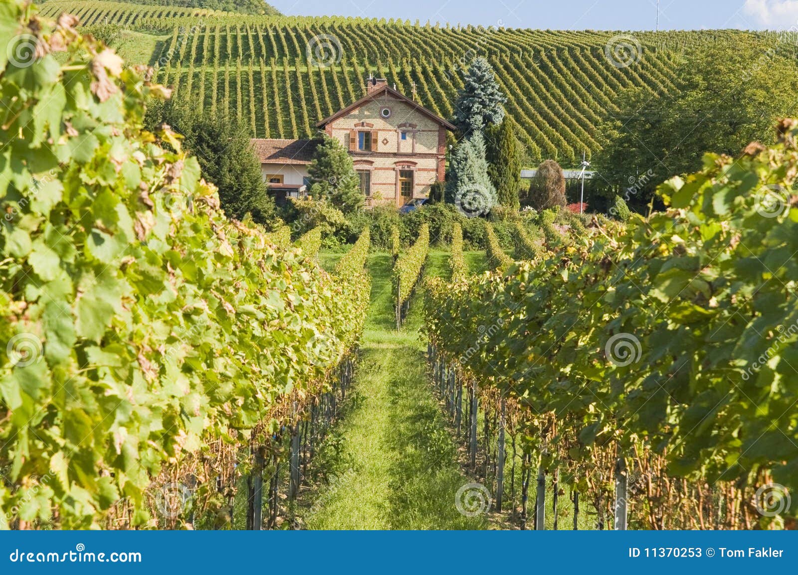 Kaiserstuhl Vineyard, Germany Stock Image - Image of green, grape: 11370253