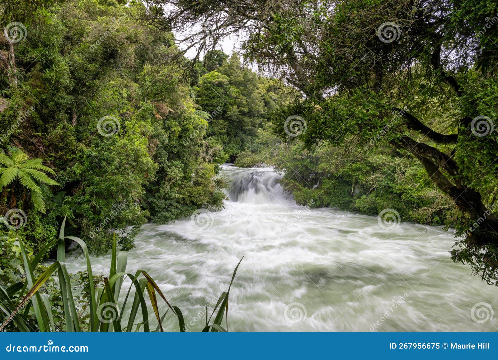 The Kaituna in flood stock image. Image of waterfall - 267956675