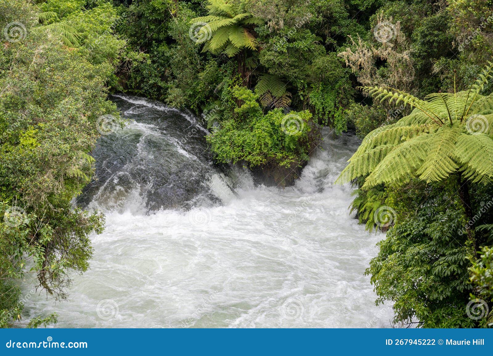The Kaituna in flood stock photo. Image of waterfall - 267945222
