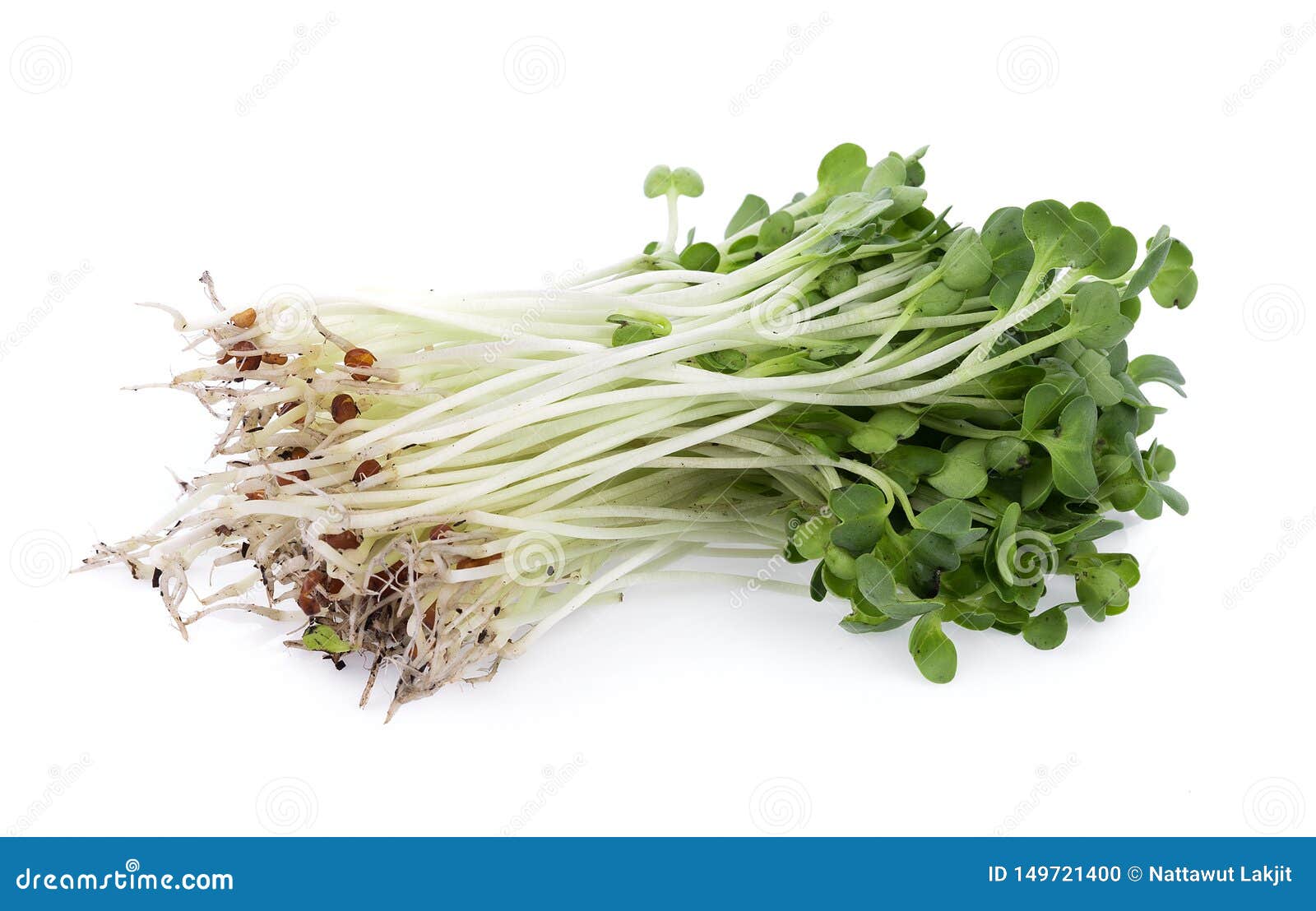 Kaiware Sprout, Japanese Vegetable or Watercress on White Background ...