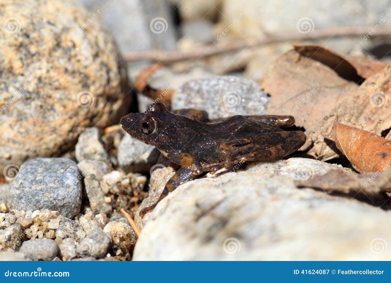 Kajika frog stock image. Image of neobatrachia, frog - 41624087