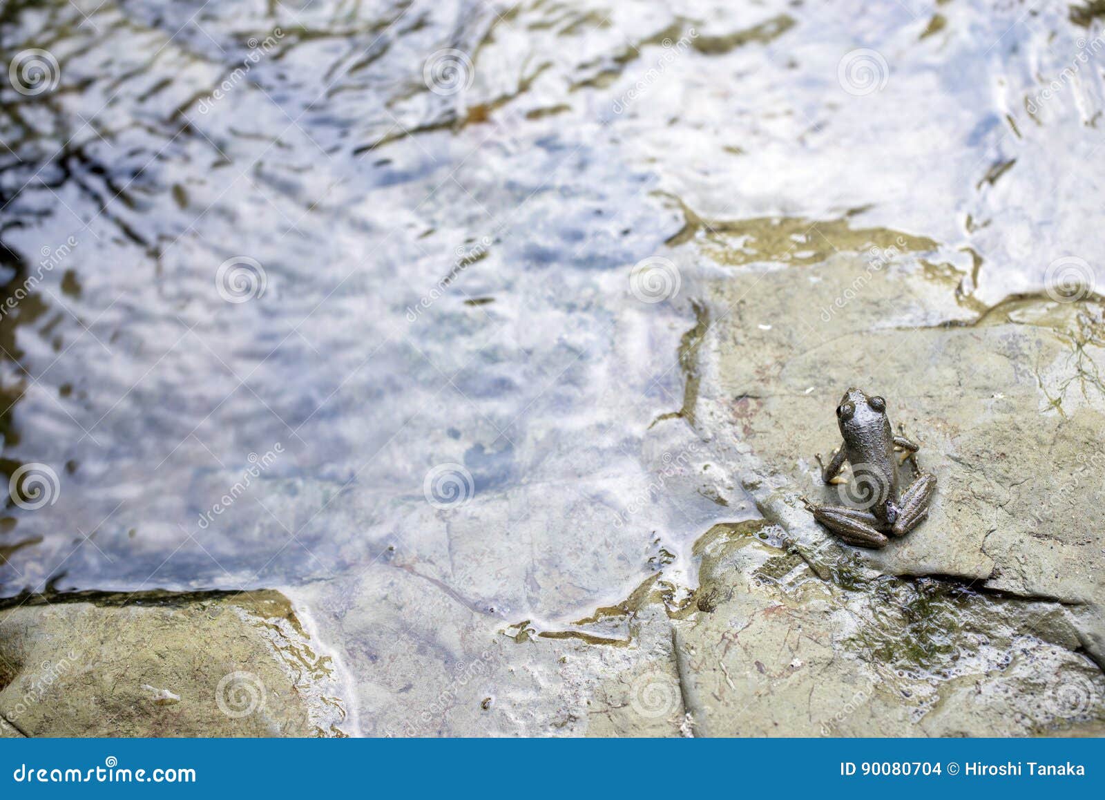Kajika Frog Or Buerger's Frog (Buergeria Buergeri) In Japan Stock Photo ...