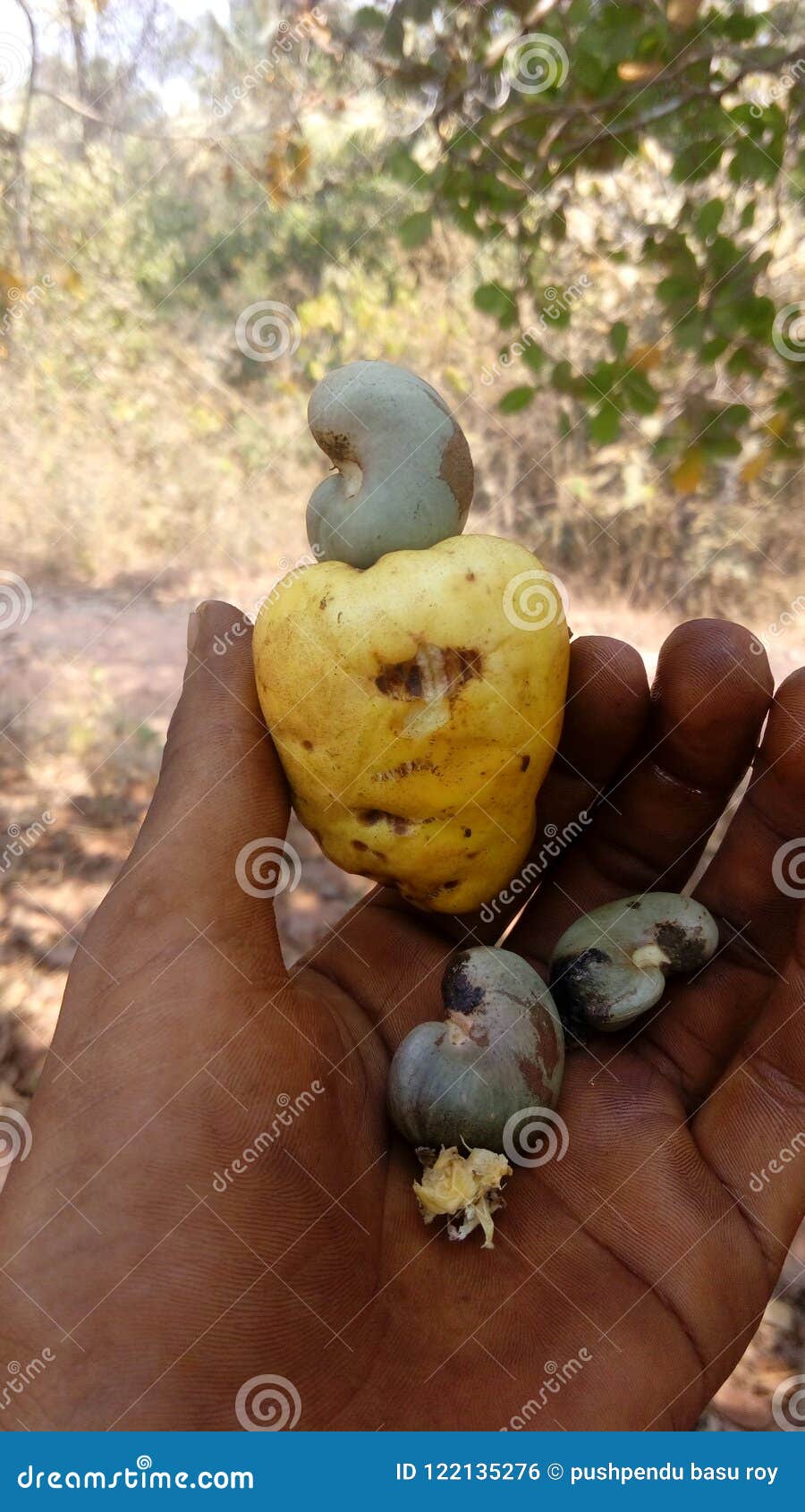 Kaju badam good nuts stock photo. Image of badam, kerala - 122135276