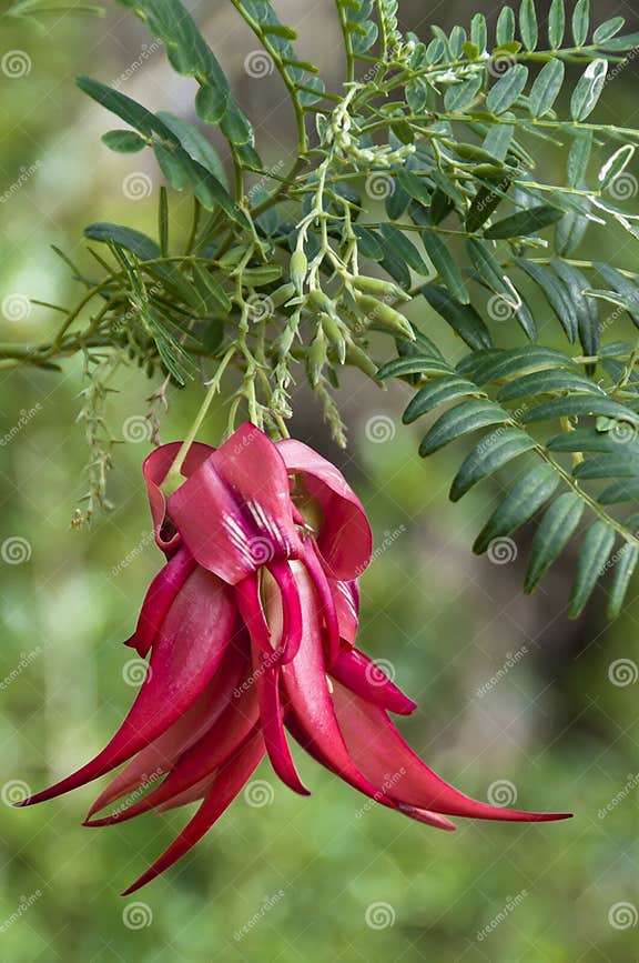 Kaka beak 4 stock photo. Image of green, parrot, bill - 16212290