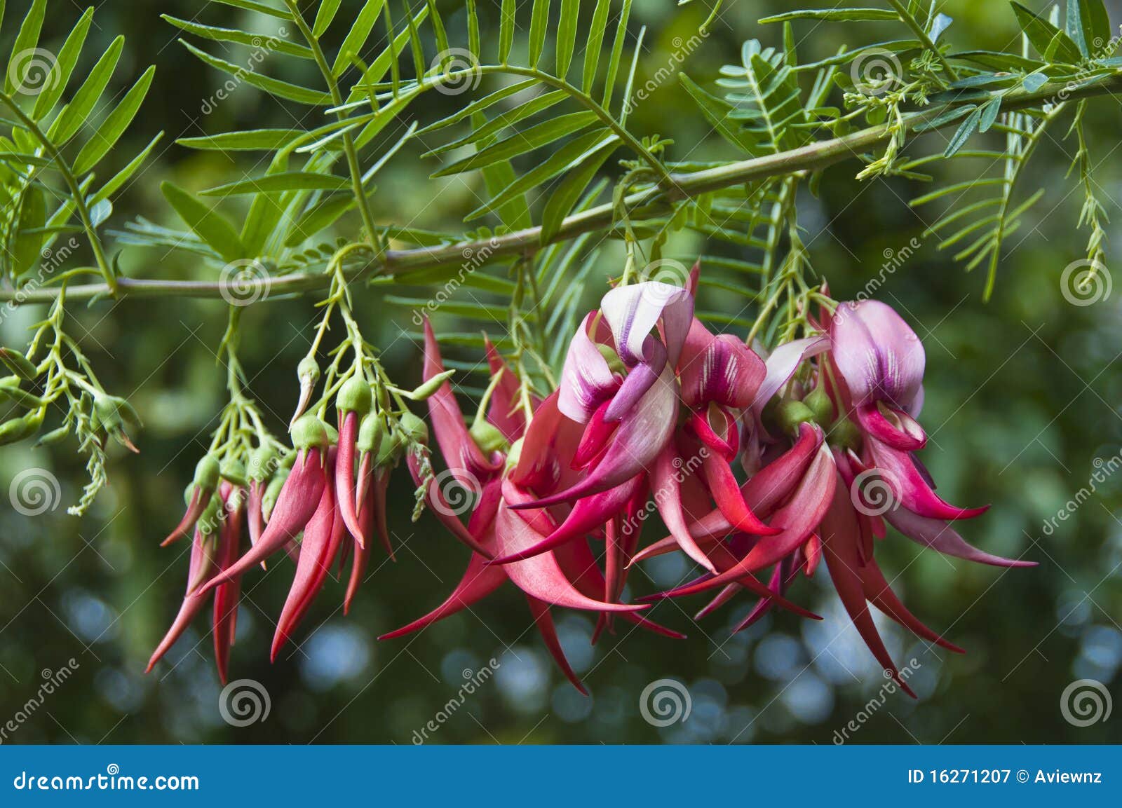 Kaka Beak Flowers 2 Royalty Free Stock Photography - Image: 16271207