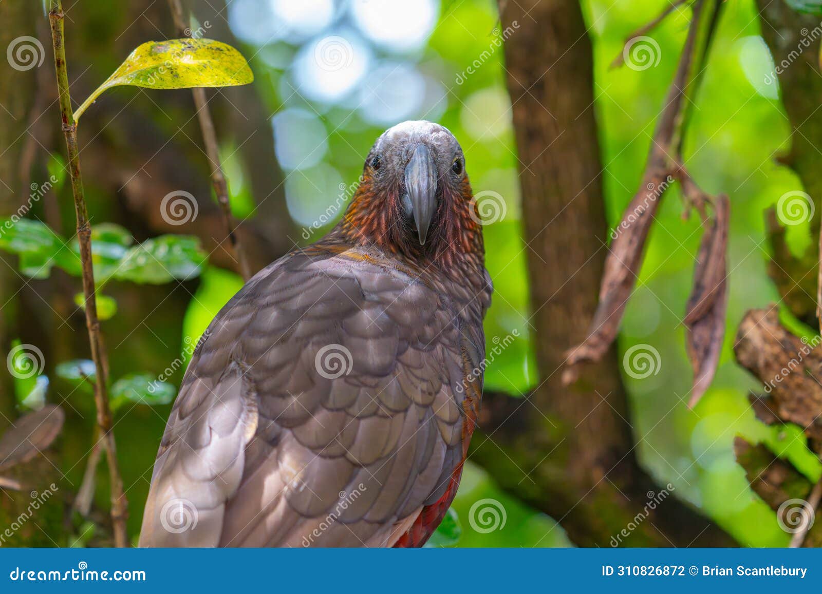 Kaka bird portrait stock photo. Image of parrot, zealand - 310826872