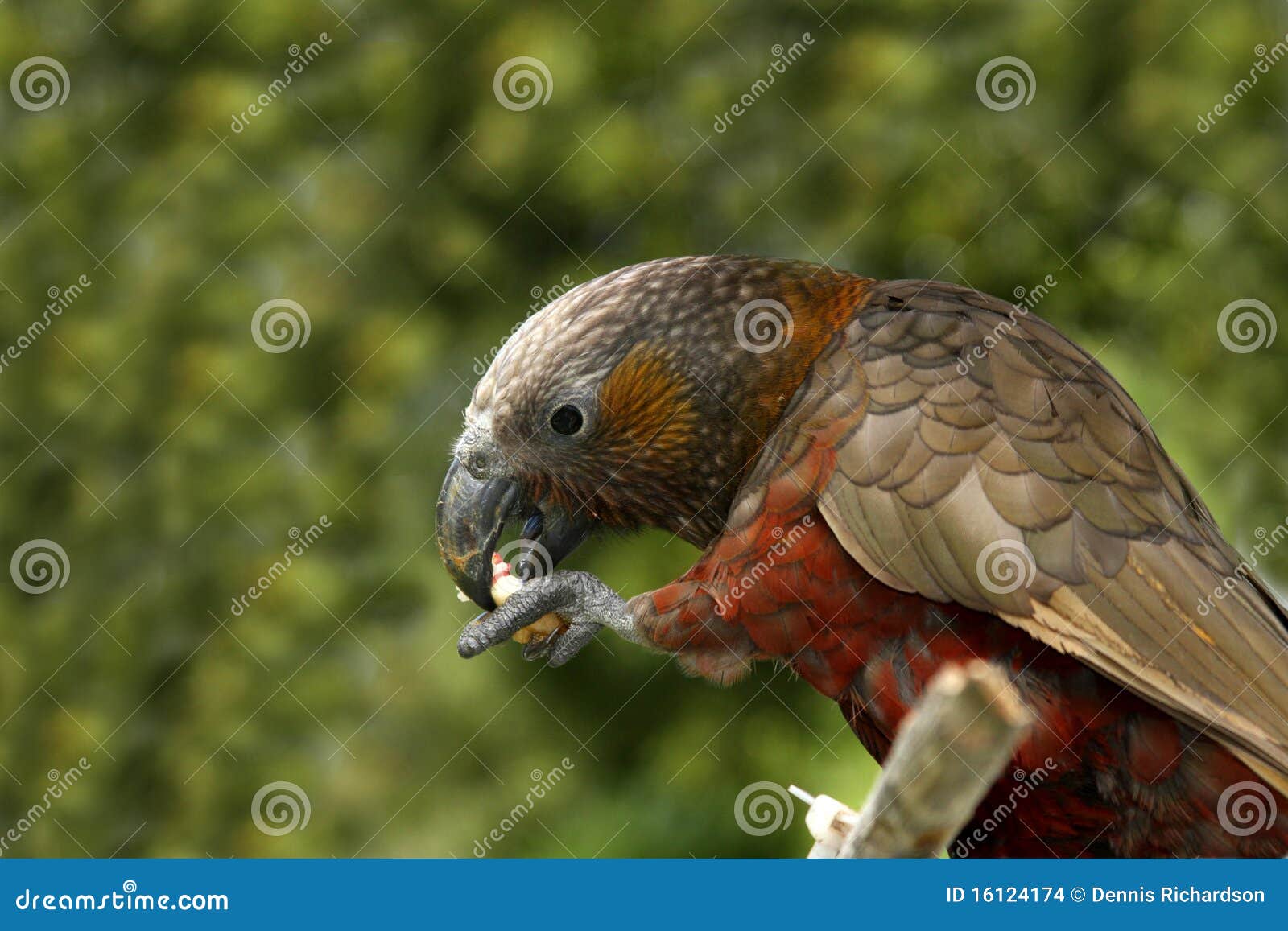 Kaka parrot stock photo. Image of feeding, wildlife, nature - 16124174