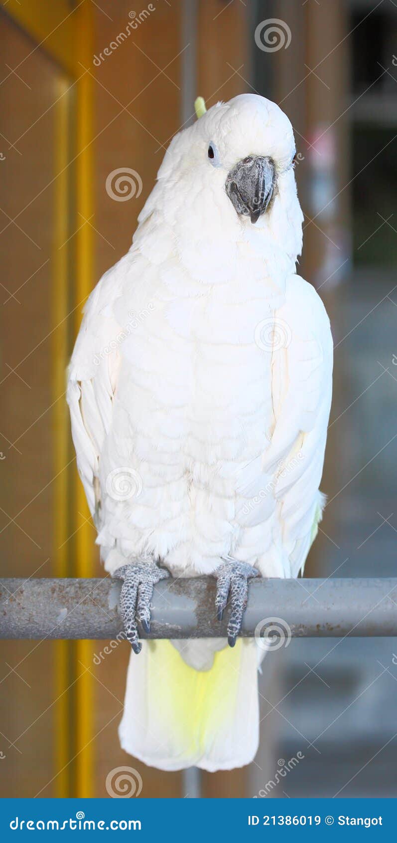 Kakadu stock image. Image of bird, animal, looking, nature - 21386019