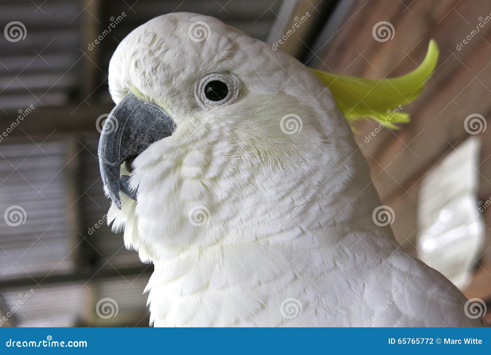 Kakadu, australia stock photo. Image of natural, bird - 65765772