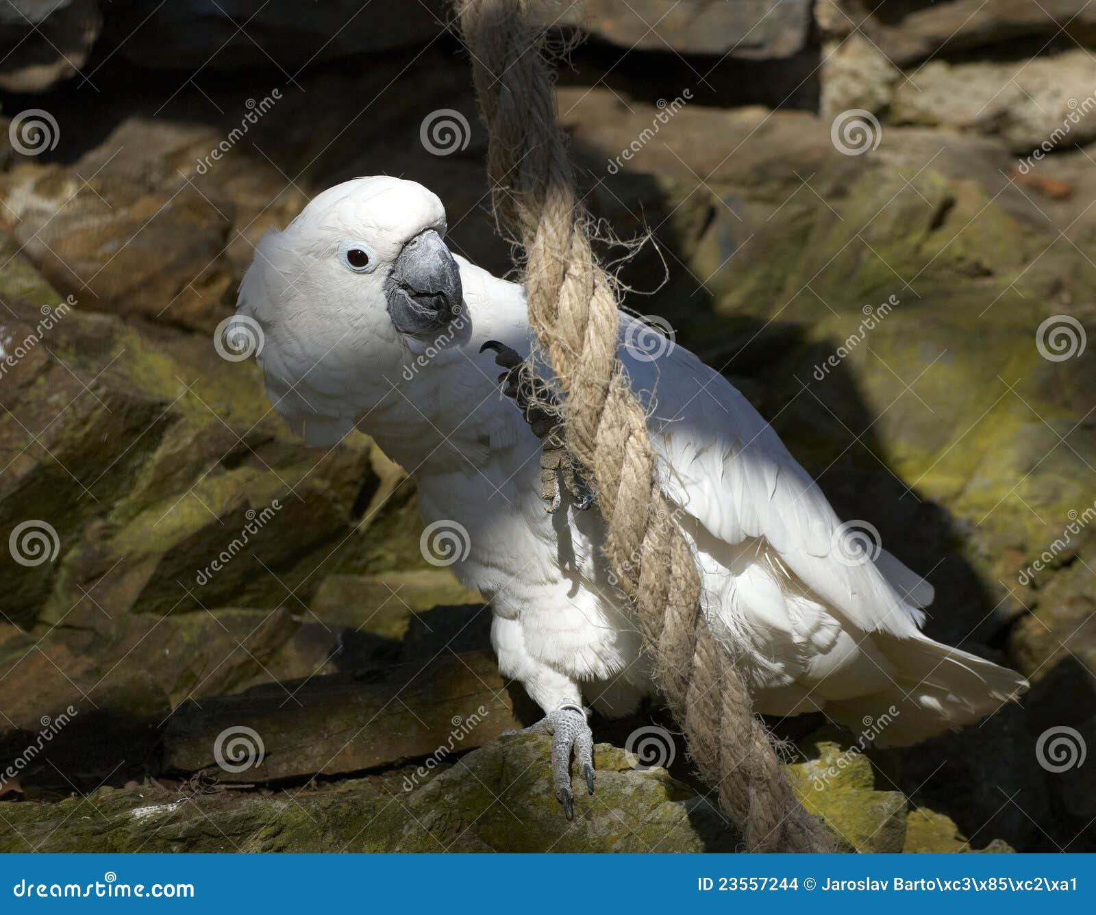 Kakadu parrot stock photo. Image of nature, tropical - 23557244