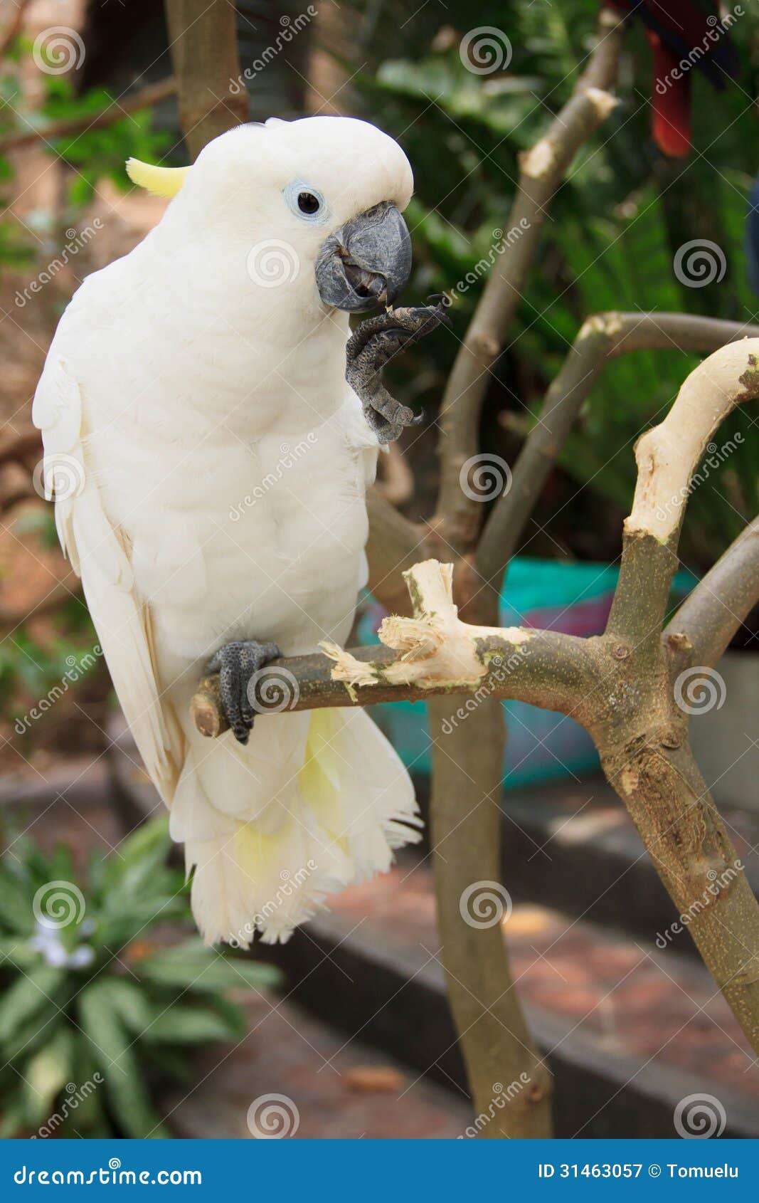 Kakadu parrot stock image. Image of kakadu, white, portrait - 31463057