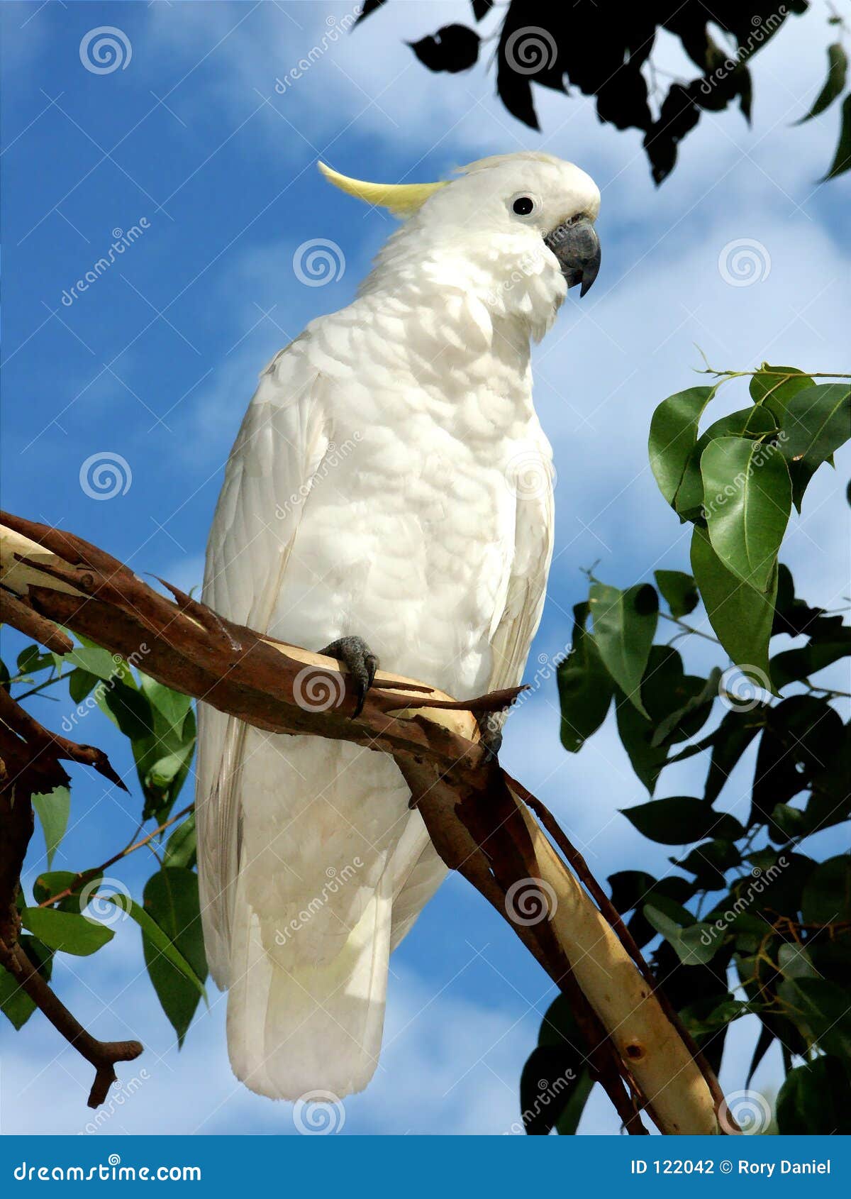 12,770 Kakadua Stock Photos - Free & Royalty-Free Stock Foton från ...