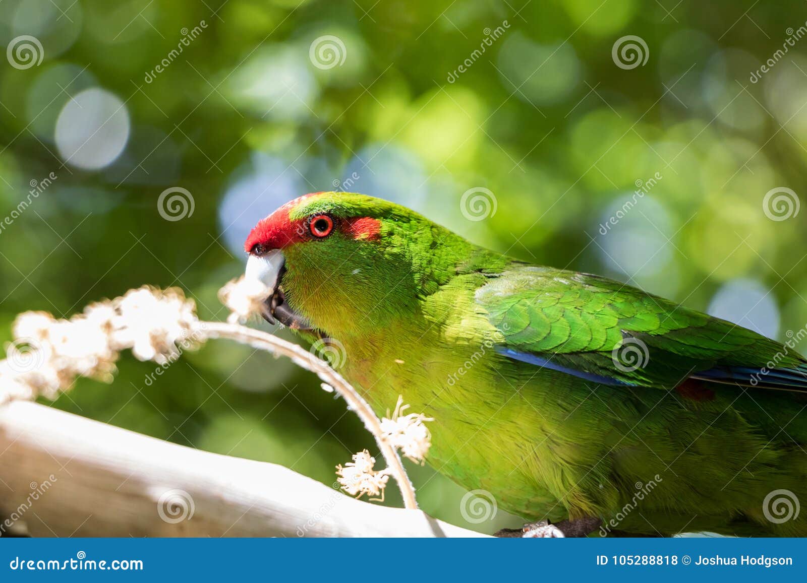 Kakariki Het Groene Parkiet Eten Stock Foto - Image of soort, papegaai ...