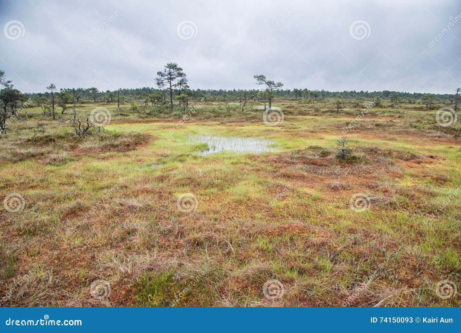 Kakerdaja Bog stock image. Image of cloudy, raba, quagmire - 74150093