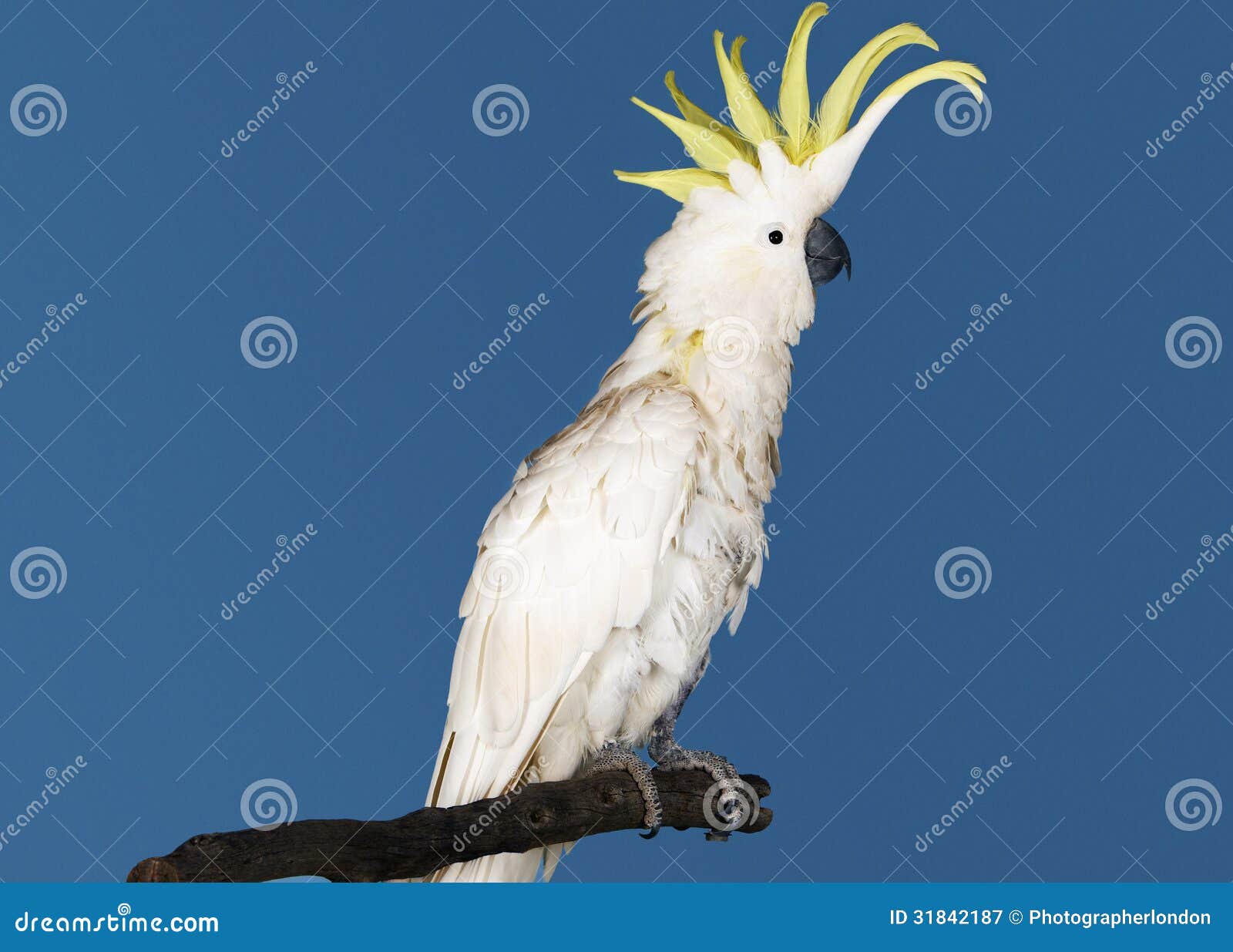 Kaketoe Op Blauwe Achtergrond Stock Afbeelding - Image of veer ...