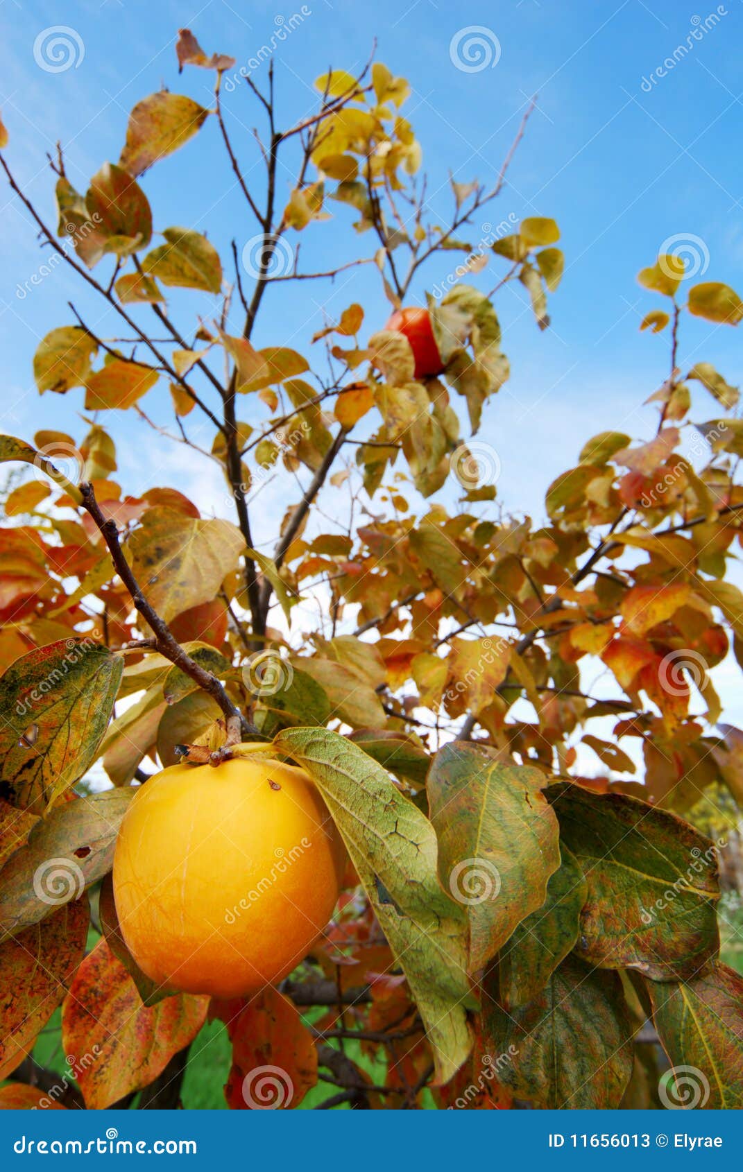 Kaki fruit on it s tree stock image. Image of healthy - 11656013