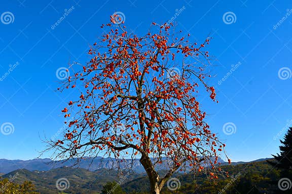 Kaki Persimmon (Diospyros Kaki) Tree Stock Photo - Image of diospyros ...