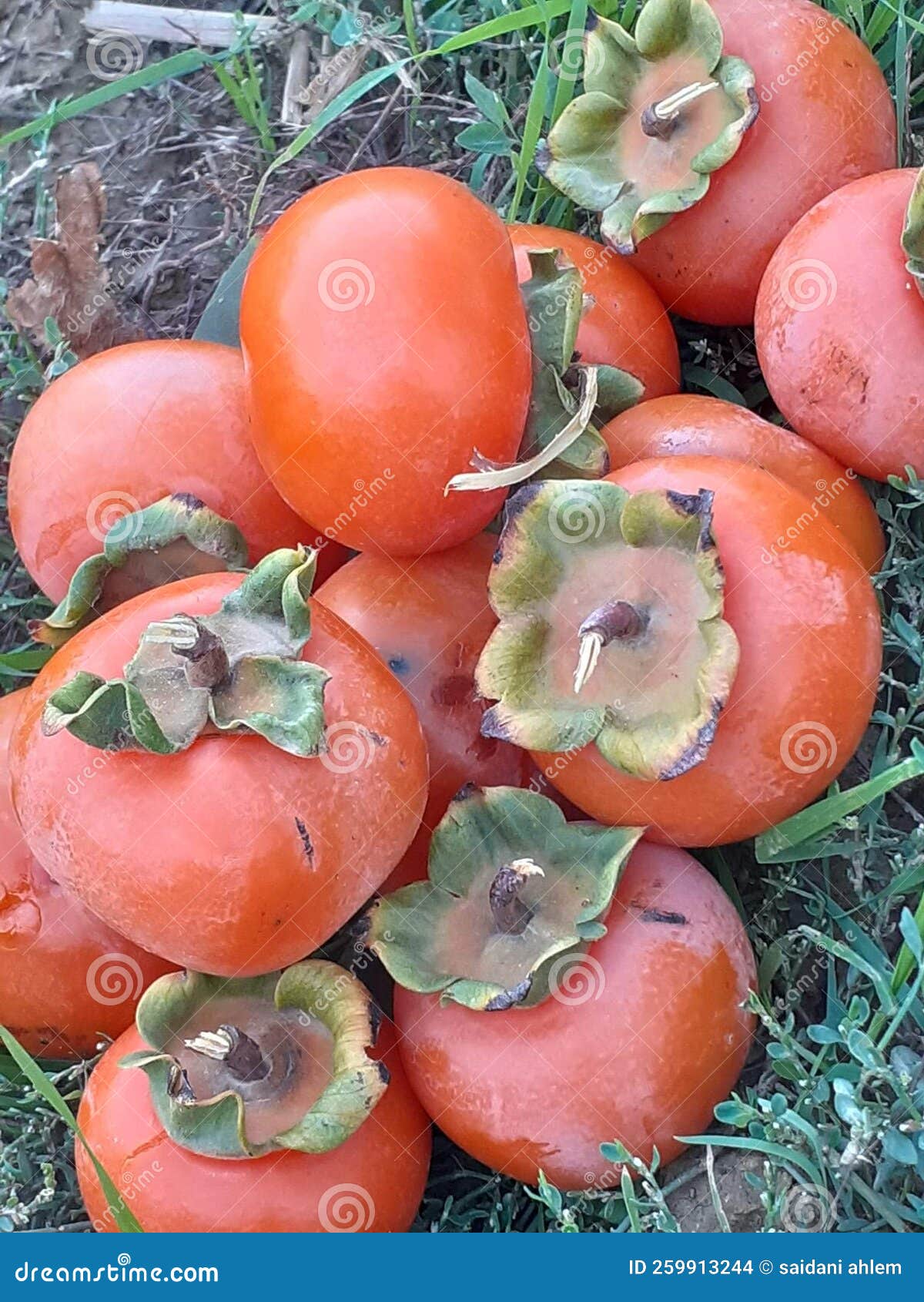 Kaki persimom fruit stock photo. Image of kaki, persimom - 259913244