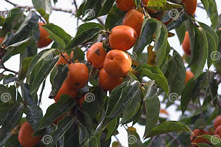 Kaki tree stock image. Image of diospyros, crop, fruit - 1578291