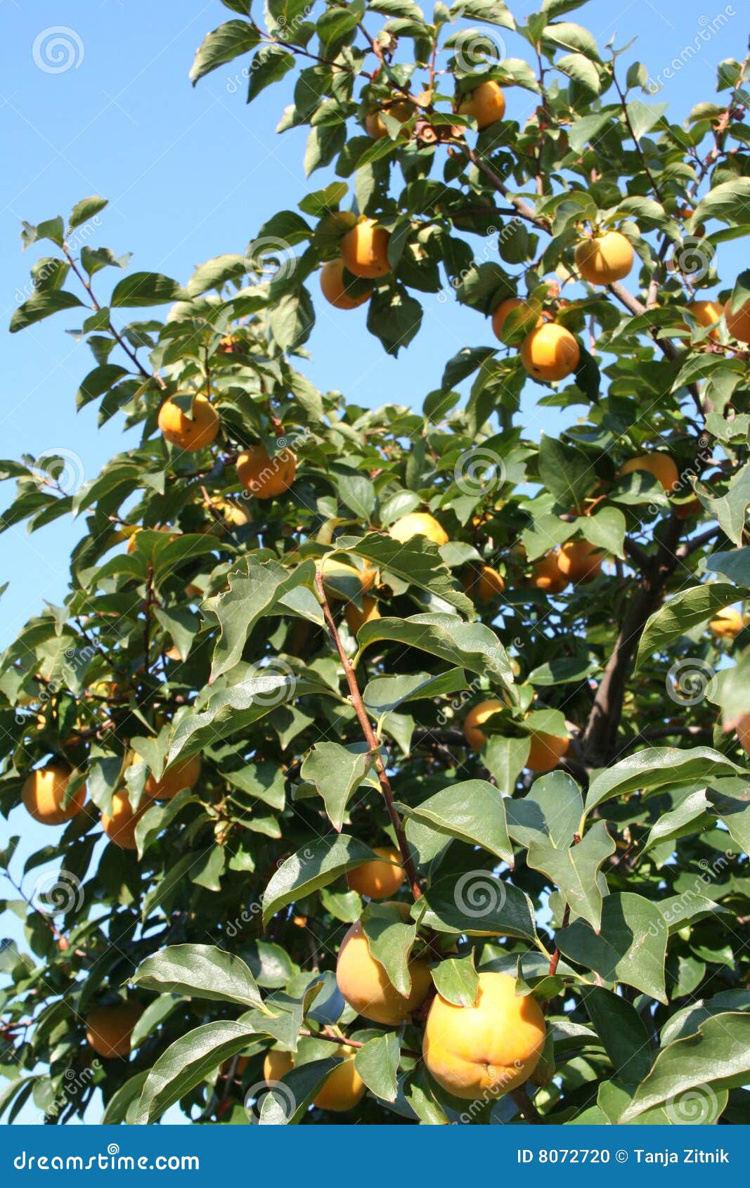 Kaki Royalty-Free Stock Image | CartoonDealer.com #48650722