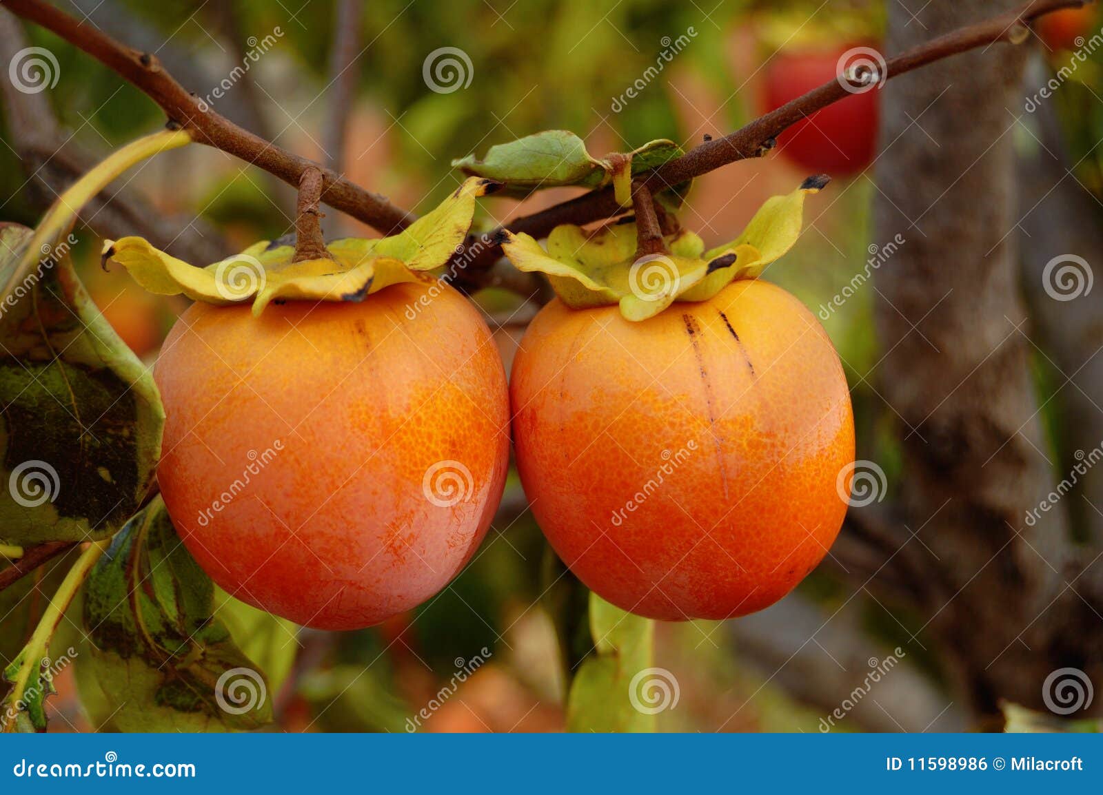 Kaki Tree Branch with Ripe Fruits Stock Photo - Image of detail, exotic ...