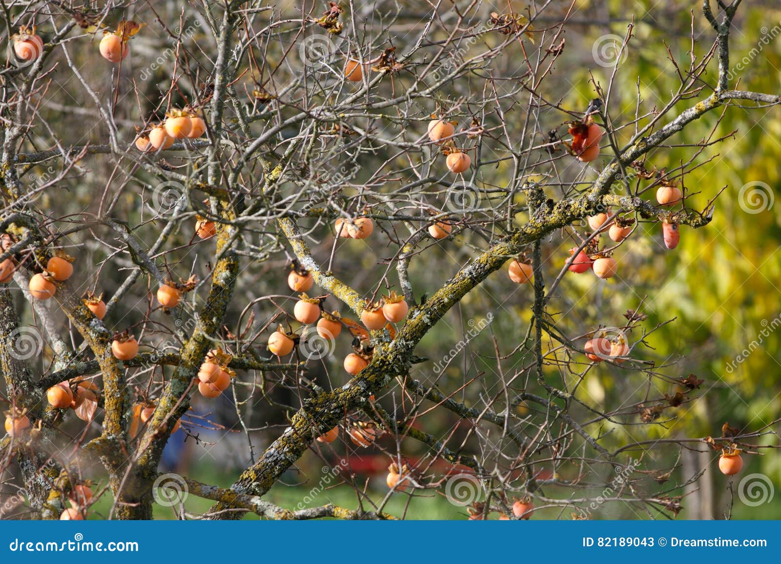 Kaki tree with fruits stock image. Image of nature, kaki - 82189043