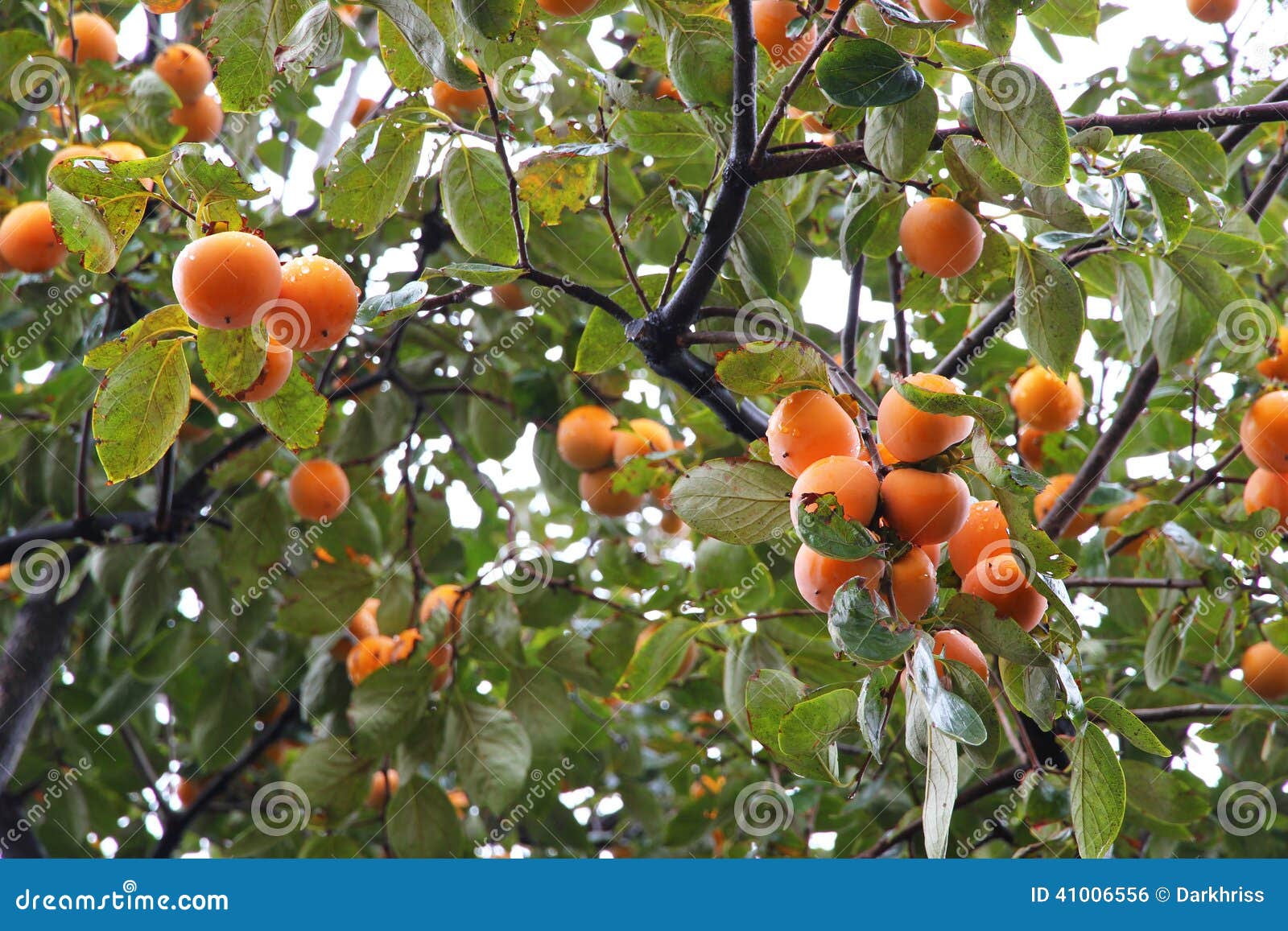 Kaki tree stock photo. Image of fruit, chinese, natural - 41006556