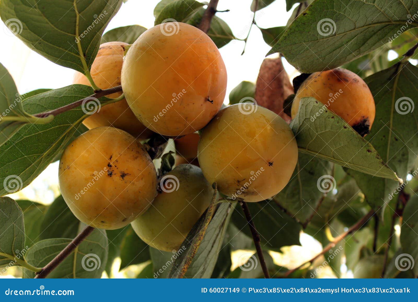 Kaki tree stock image. Image of seasonal, season, fresh - 60027149