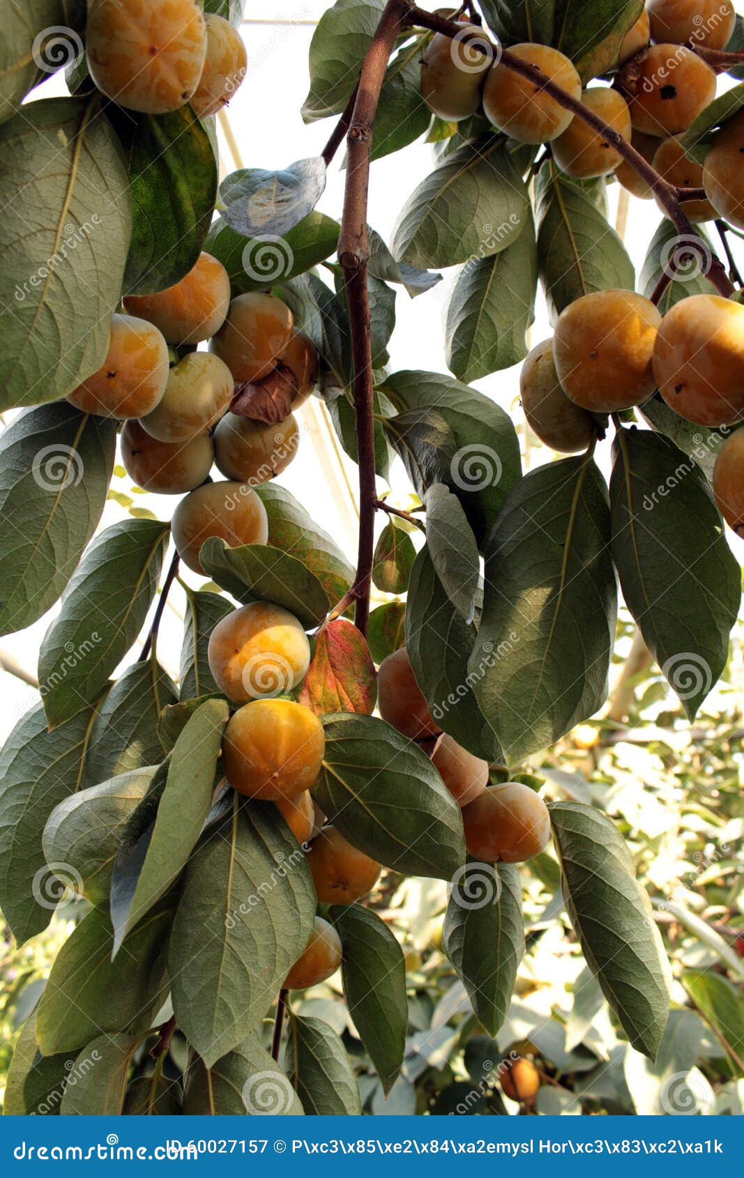 Kaki tree stock image. Image of kaki, harvest, exotic - 60027157