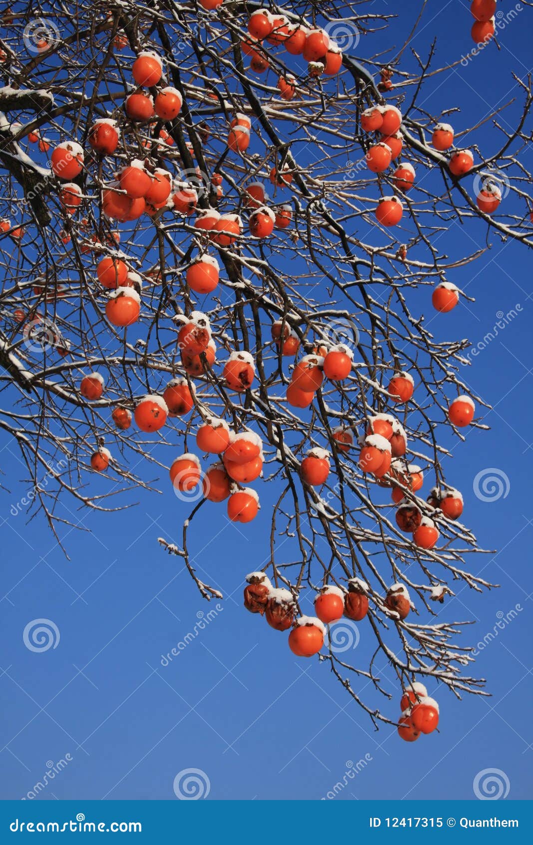 Kaki tree in winter stock image. Image of branch, diospyros - 12417315