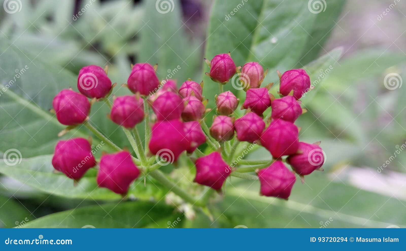 Kakoli Stock Photos - Free & Royalty-Free Stock Photos from Dreamstime