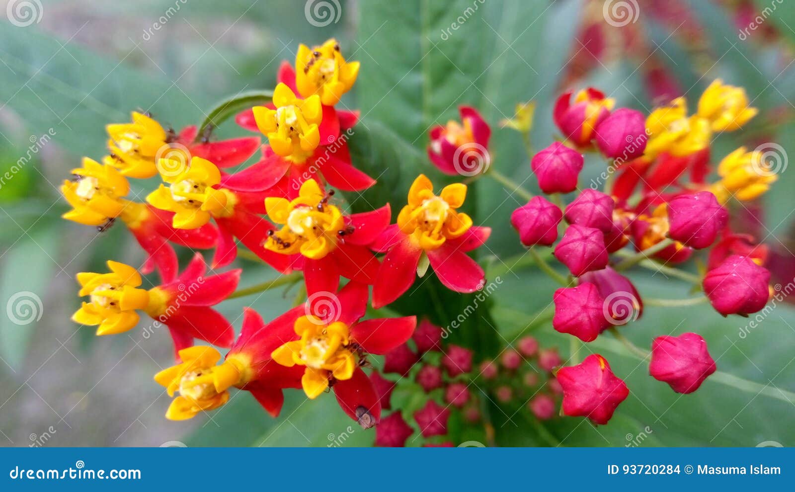 Kakoli stock photo. Image of beauty, nice, kakoli, yealow - 93720284