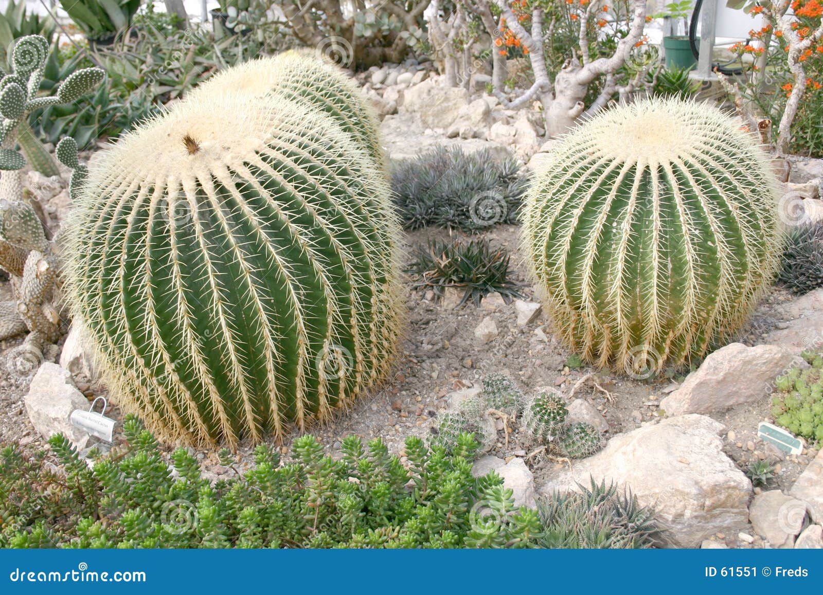 Kaktus Stockbild - Bild: 61551