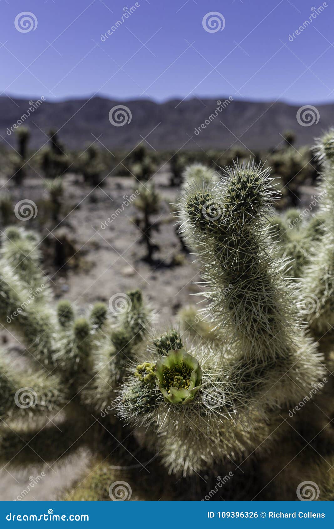Kaktus-Blumen, Joshua Tree California Stockfoto - Bild von stachelig ...