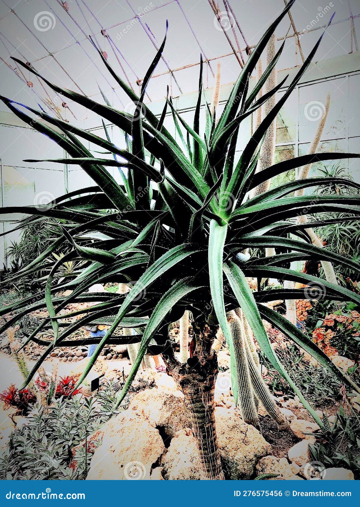 Kaktus tree on garden stock photo. Image of garden, plant - 276575456