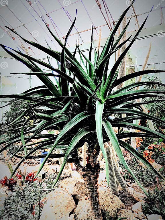 Kaktus tree on garden stock photo. Image of garden, plant - 276575456