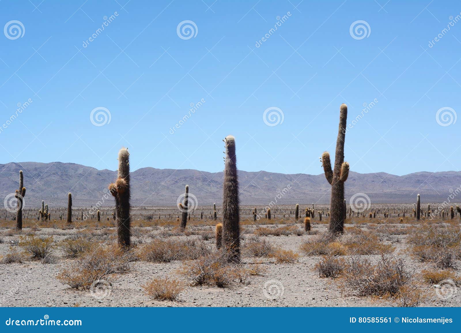 Kaktuswald in Salta, Argentinien Stockbild - Bild von anziehung, entfernt: 80585561