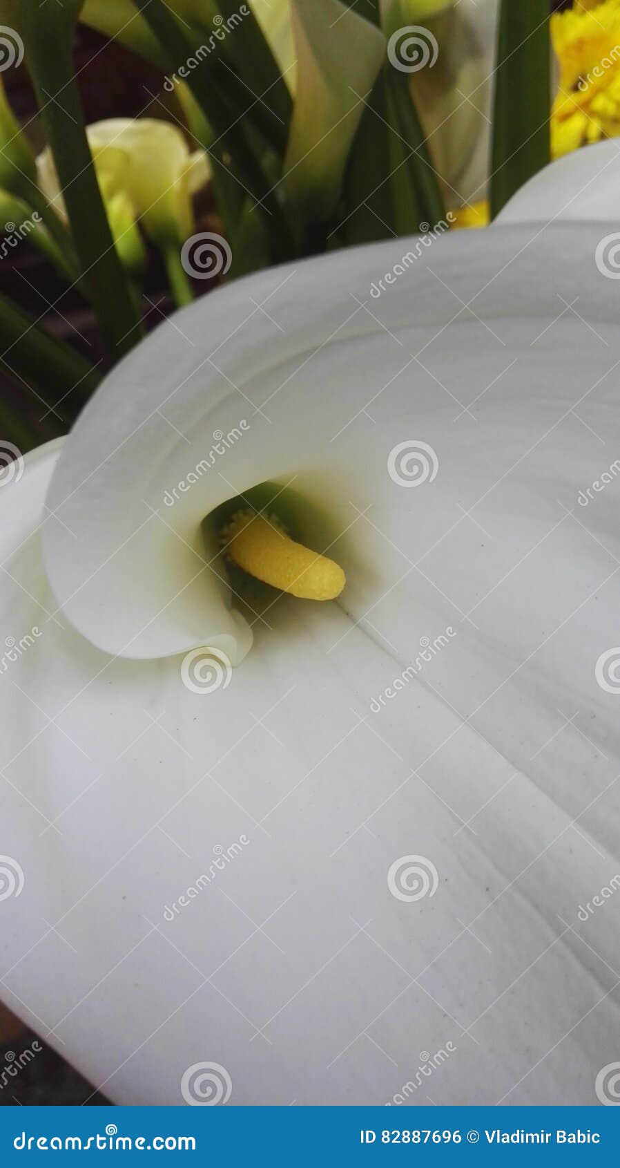 Kala stock photo. Image of white, fresh, kala, flower - 82887696