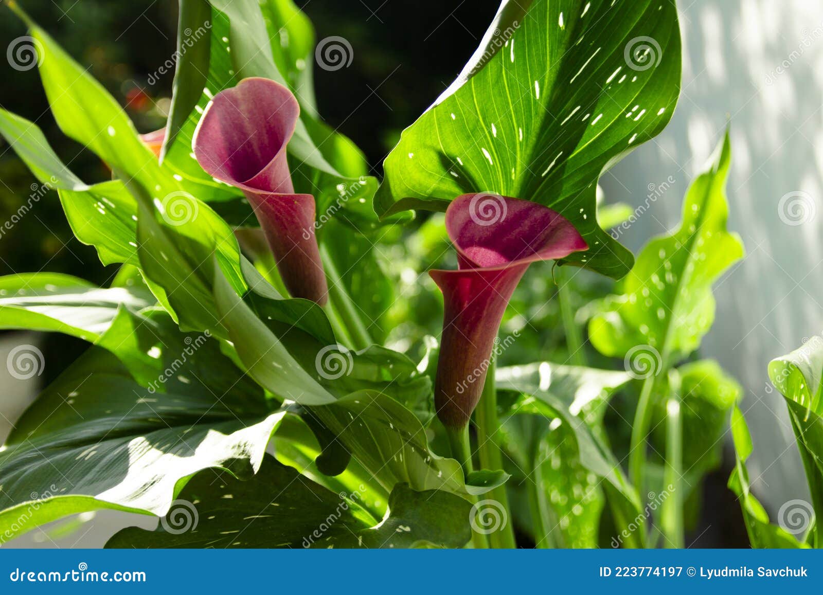 Kala Blooms Beautifully in Summer Stock Image - Image of flower ...