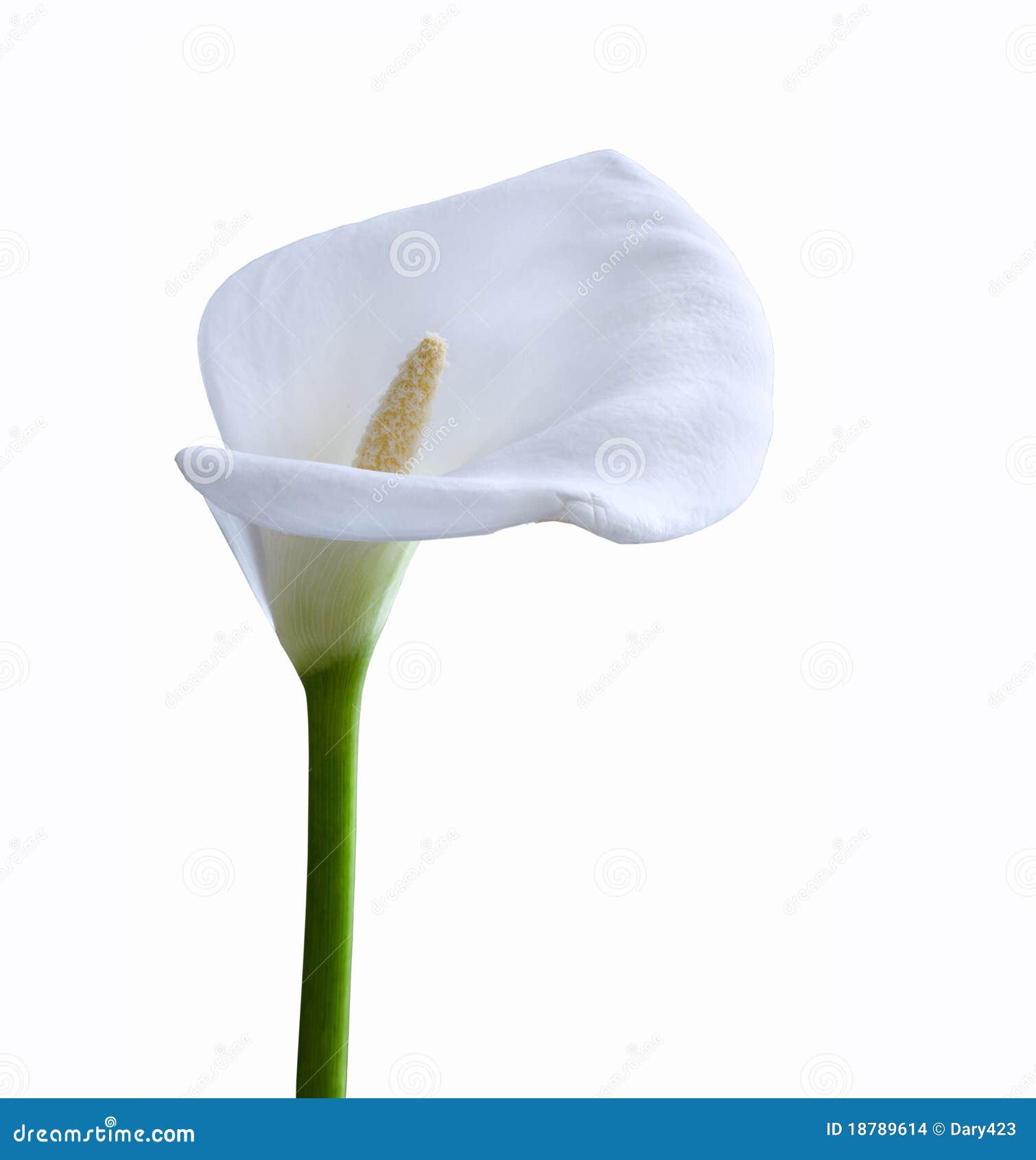 Kala flower. stock photo. Image of kala, macro, beautiful - 18789614