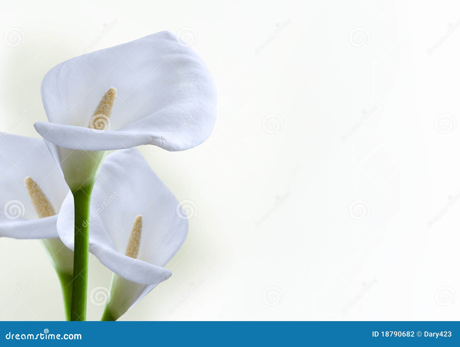 Kala flower stock photo. Image of blossom, nature, curve - 18790682