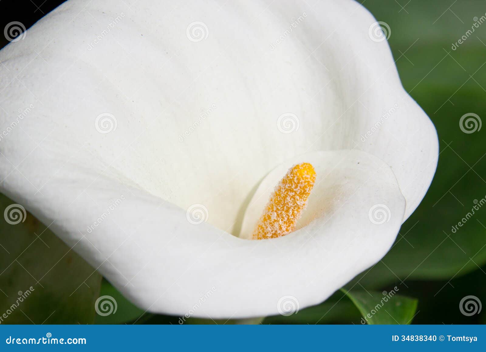 Kala flower stock photo. Image of bloom, blossom, open - 34838340