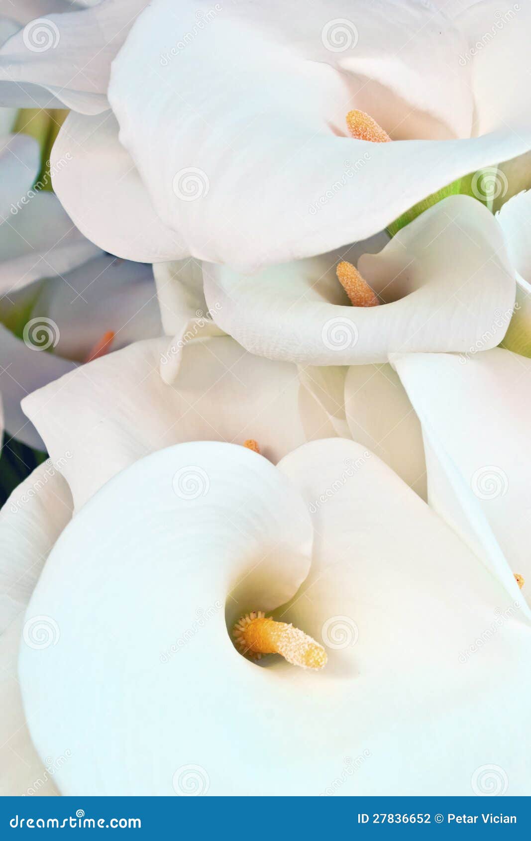 Kala flower close up stock photo. Image of close, color - 27836652