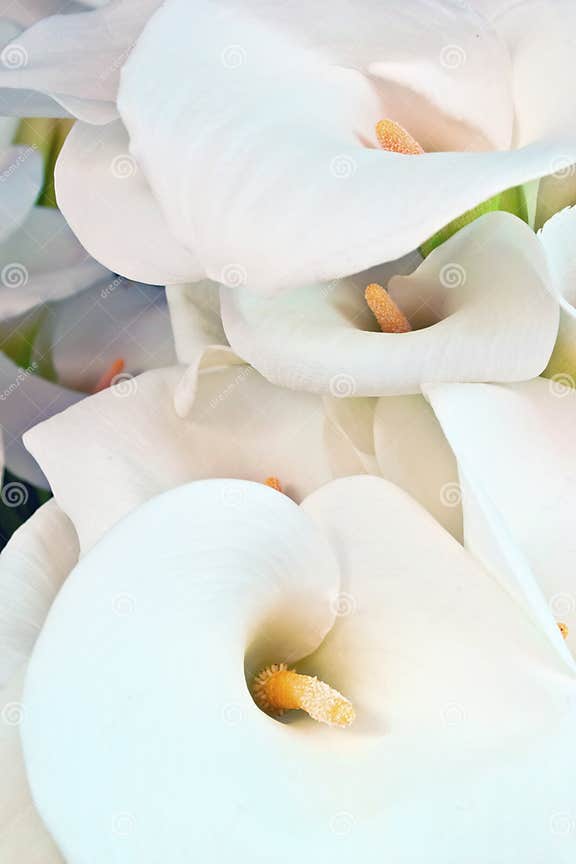 Kala flower close up stock photo. Image of close, color - 27836652