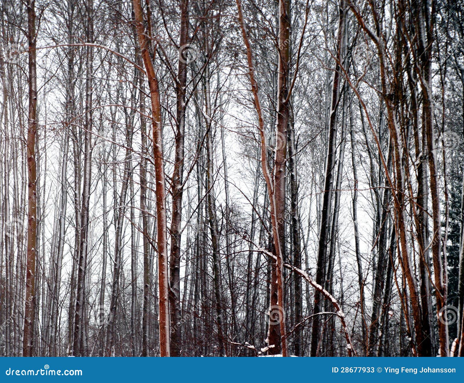 Kala trees i vinterafton fotografering för bildbyråer. Bild av natt ...