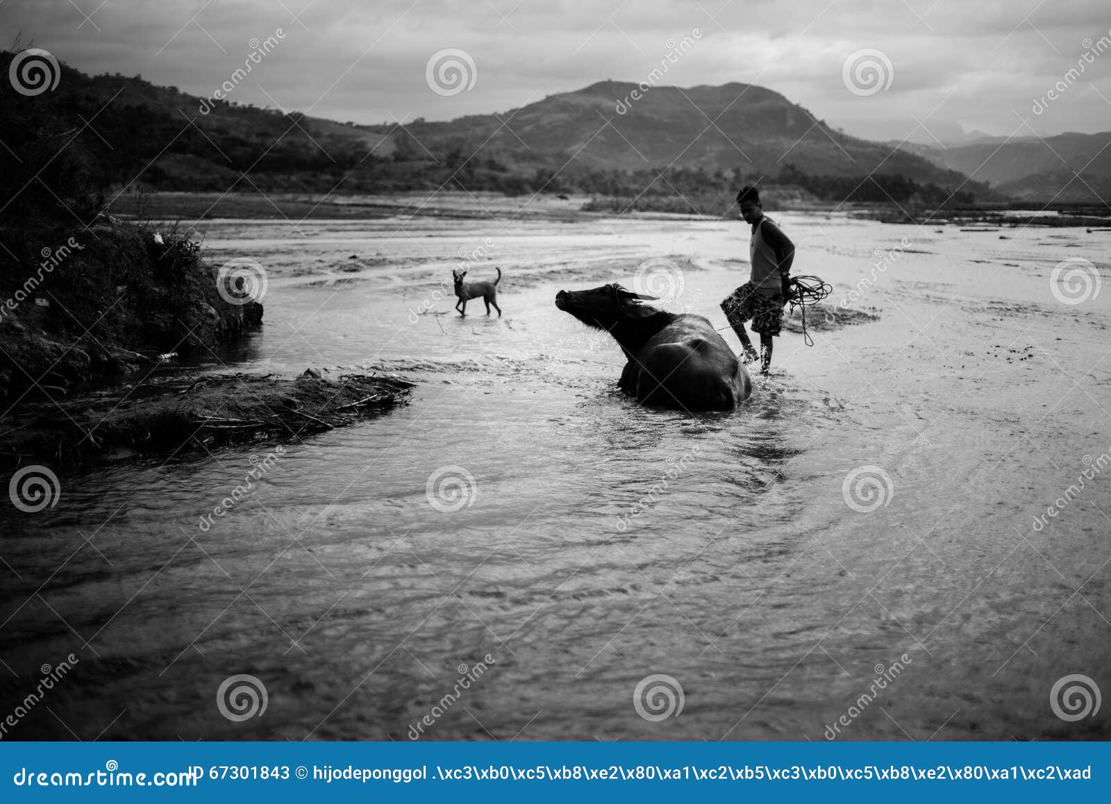 Kalabaw editorial stock photo. Image of white, landscape - 67301843
