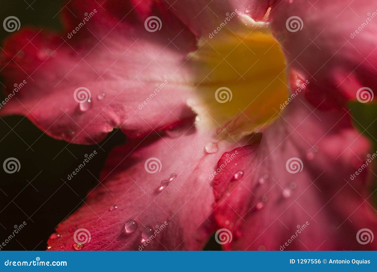 Kalachuchi stock photo. Image of gumamela, gardening, hair - 1297556