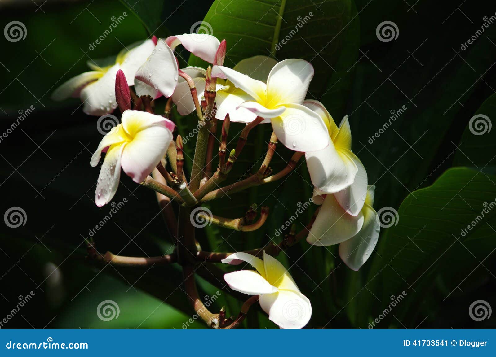 Kalachuchi tree flowers. stock image. Image of flower - 41703541