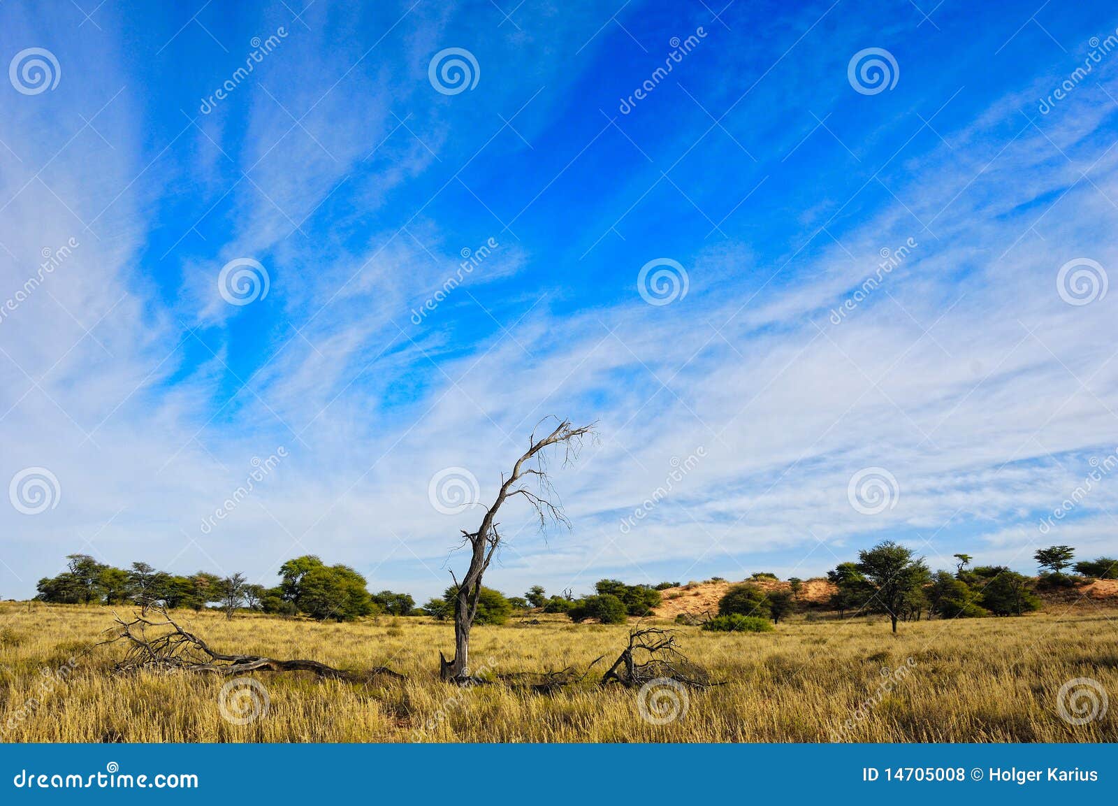 The Kalahari (Botswana) stock photo. Image of sand, africa - 14705008