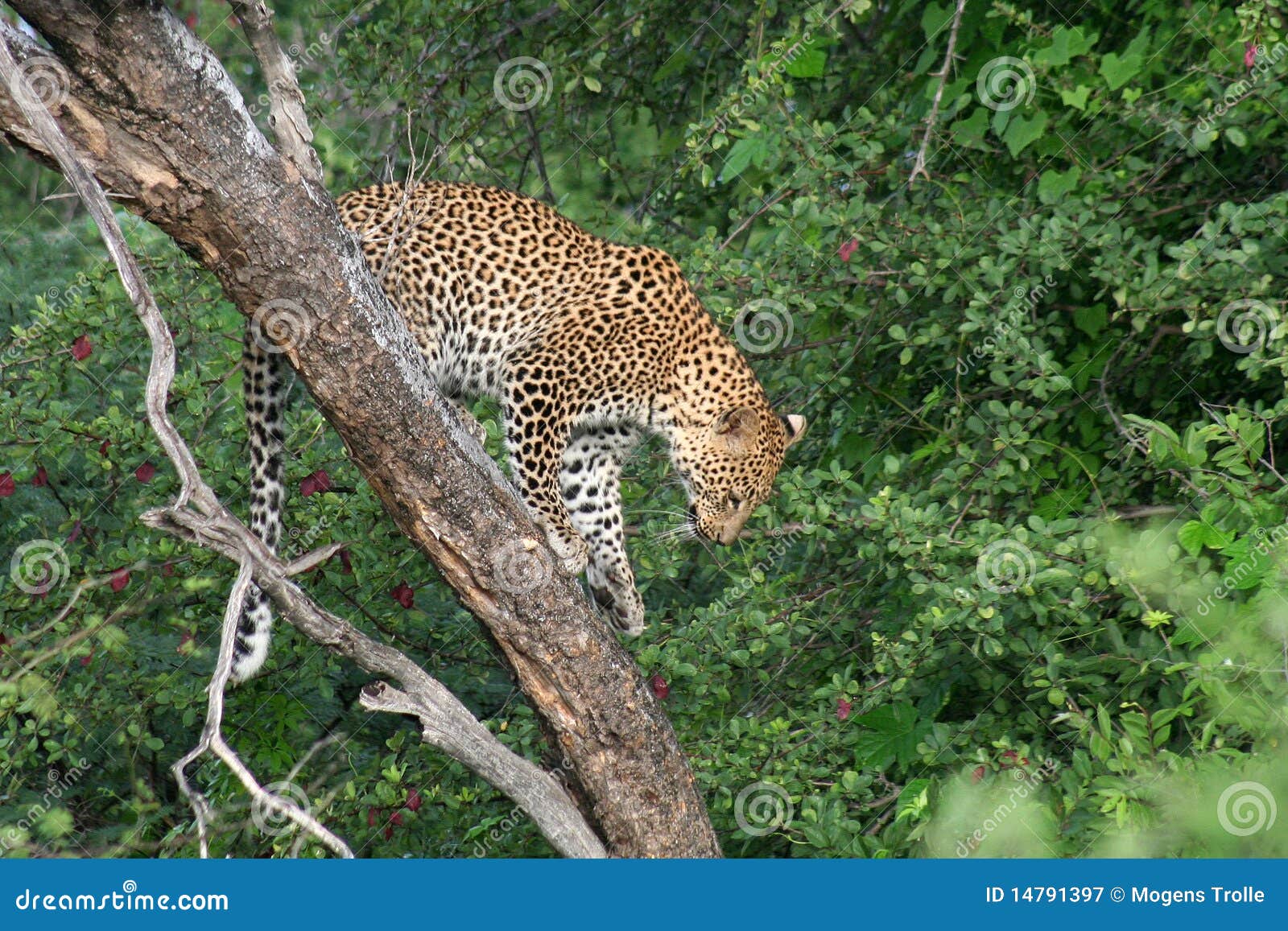 Kalahari Desert Leopard, Botswana Stock Image - Image of africa ...
